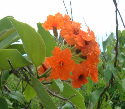 Cordia sebestena var. caymanensis / Broad Leaf